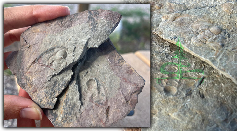 Oak Springs Trilobite Fossil Site | Find Your Own Fossils - The Lost ...