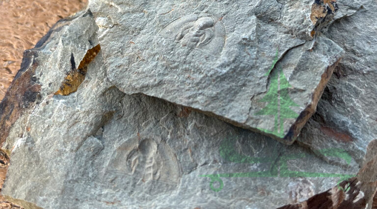 Oak Springs Trilobite Fossil Site | Find Your Own Fossils - The Lost ...